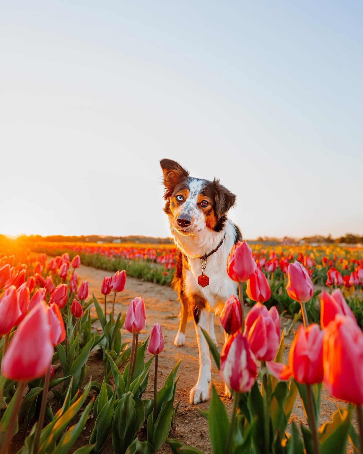 Long Island Tulip Festival: Bringing a Little Bit of the Netherlands to ...